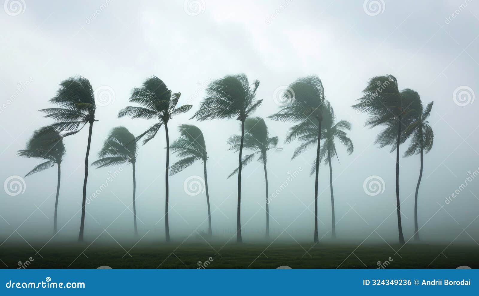Wild Weather: Palm Trees Braving a Tropical Storm. Stock Illustration ...