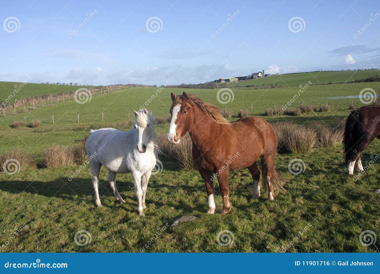 Wild Welsh Ponies stock photo. Image of ponies, island - 11901716