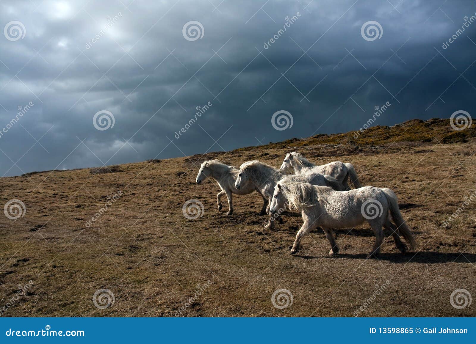 Wild welsh ponies stock image. Image of brown, coastal - 13598865