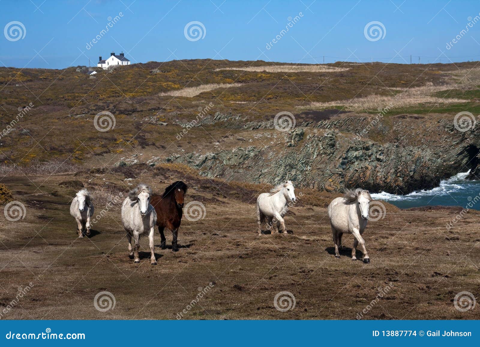 Wild welsh ponies stock photo. Image of ocean, anglesey - 13887774