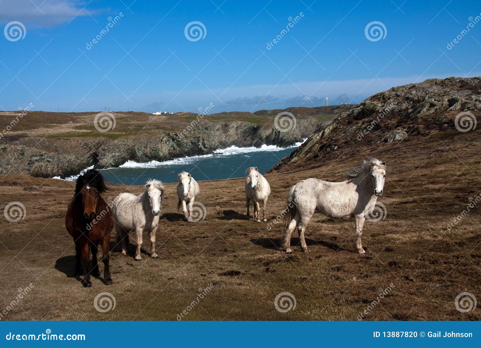 Wild welsh ponies stock photo. Image of ocean, coast - 13887820