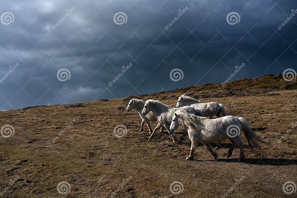 Wild welsh ponies stock image. Image of horse, coast - 13887859
