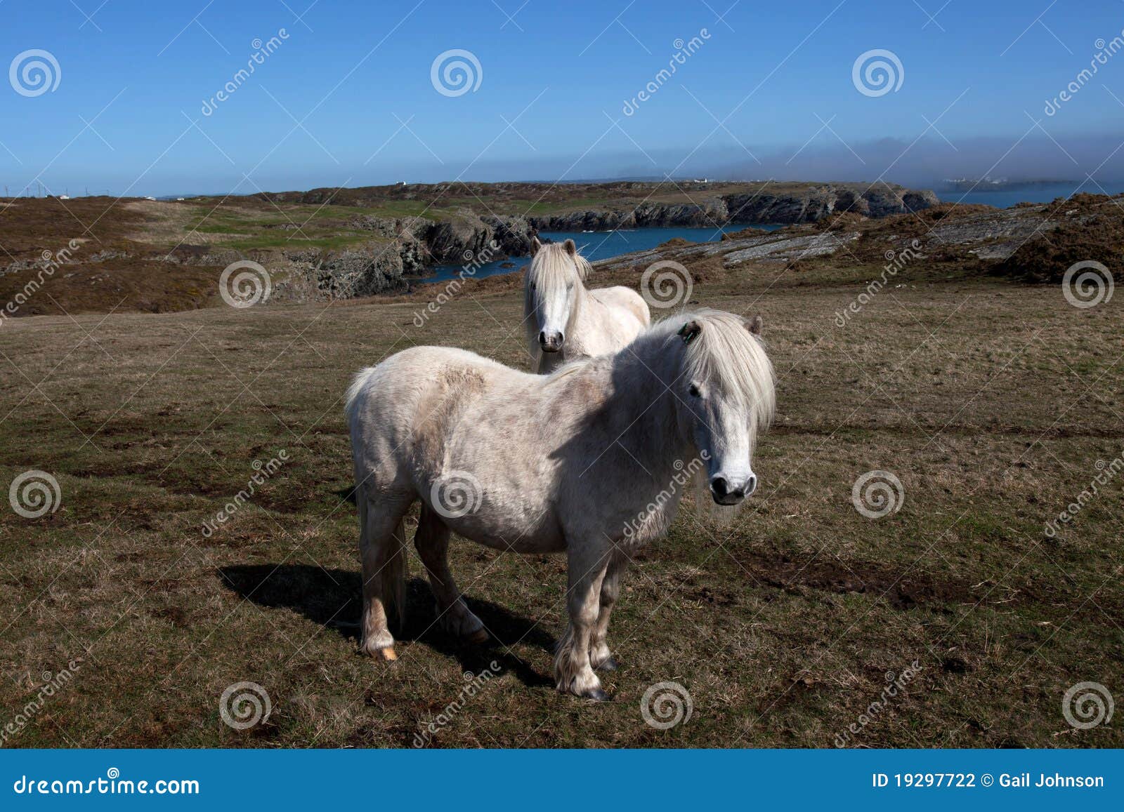 Wild Welsh Ponies stock photo. Image of pony, livestock - 19297722