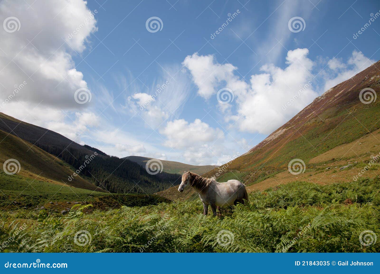 Wild Welsh Ponies stock image. Image of purple, wales - 21843035