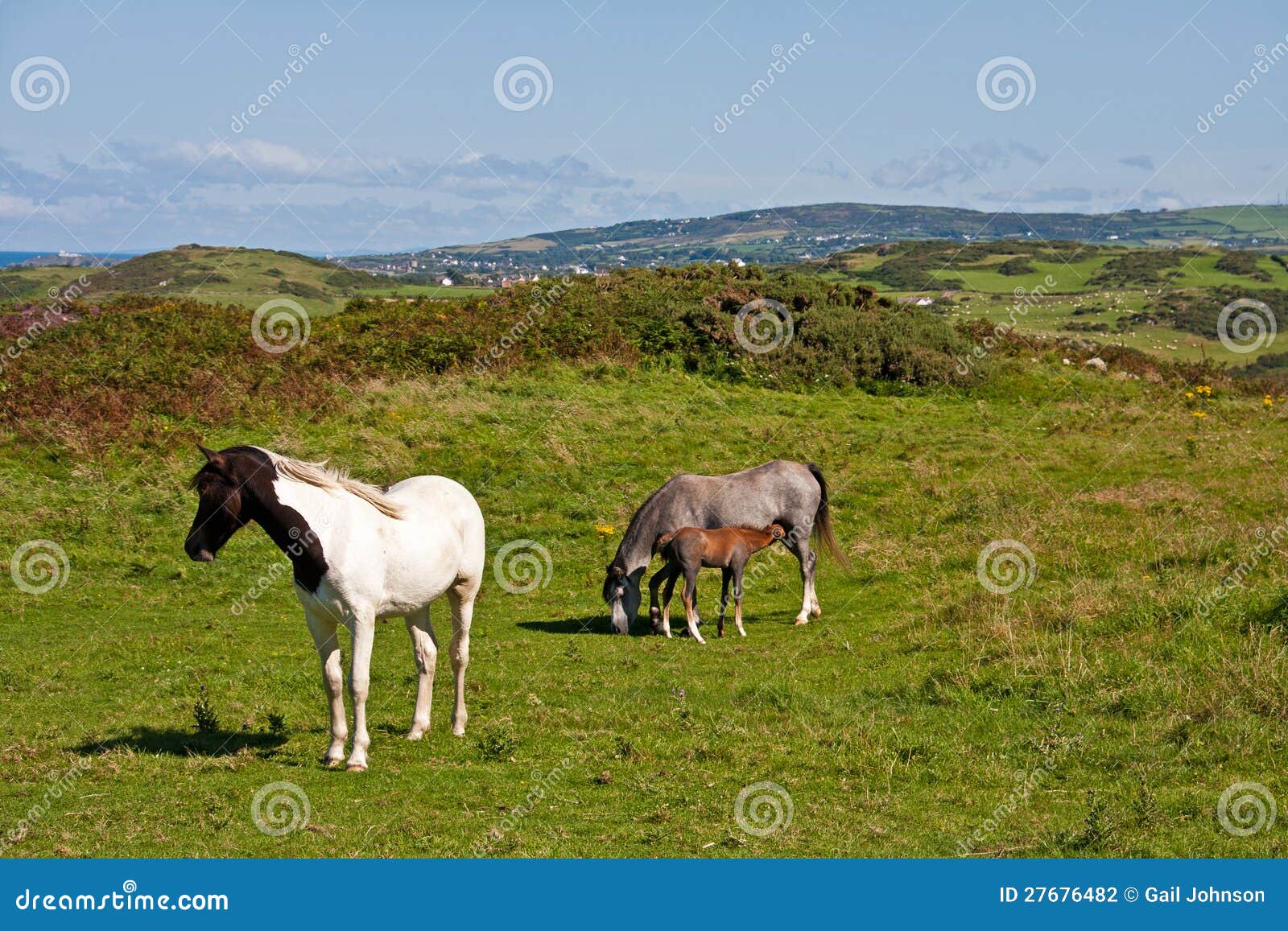 Wild Welsh Ponies stock photo. Image of anglesey, brickworks - 27676482