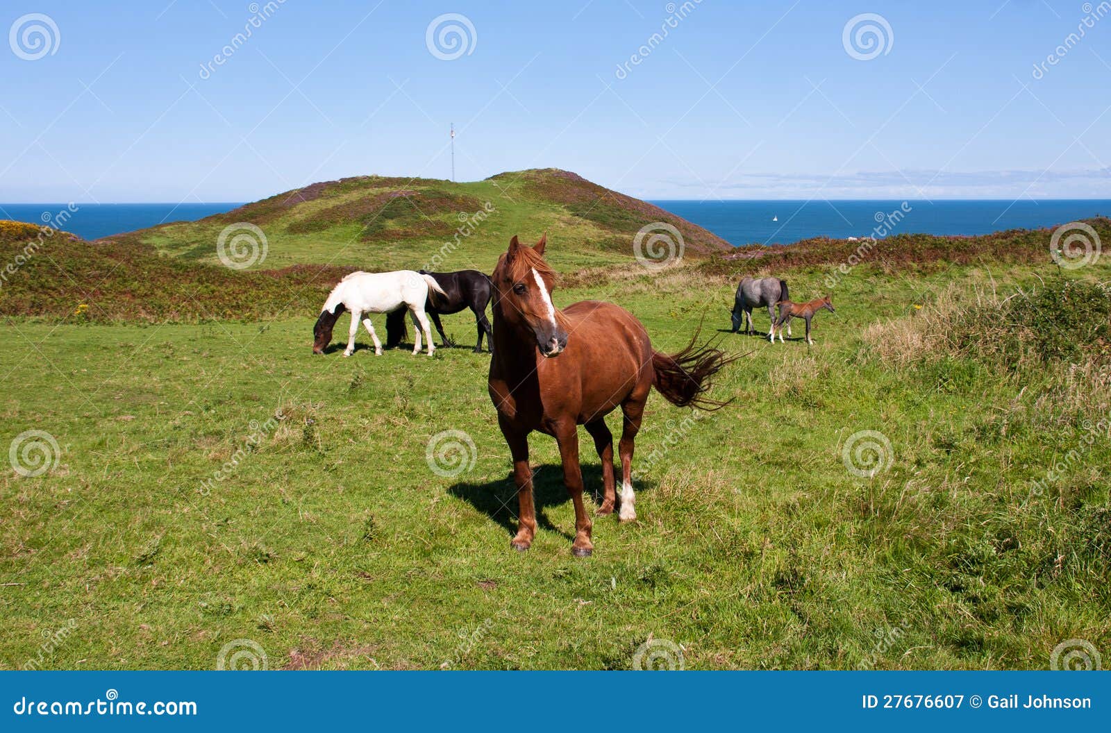 Wild Welsh Ponies stock image. Image of wales, coastal - 27676607