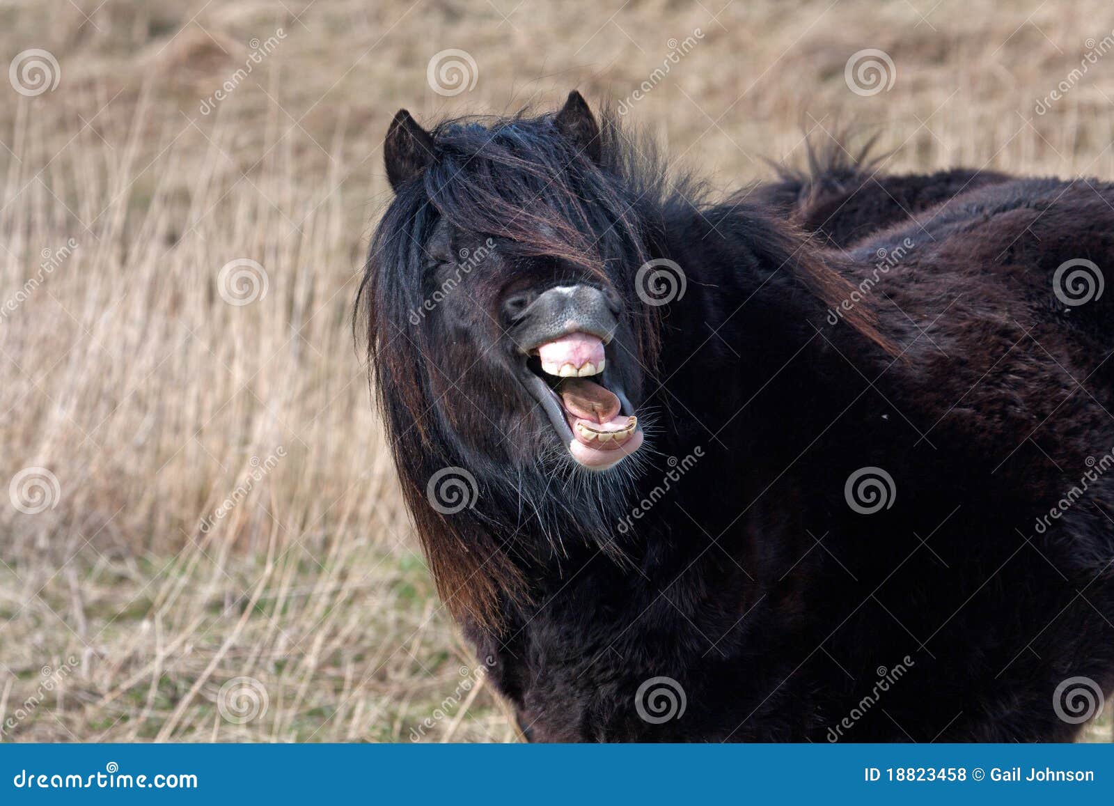 Wild Welsh Pony stock photo. Image of teeth, mouth, head - 18823458