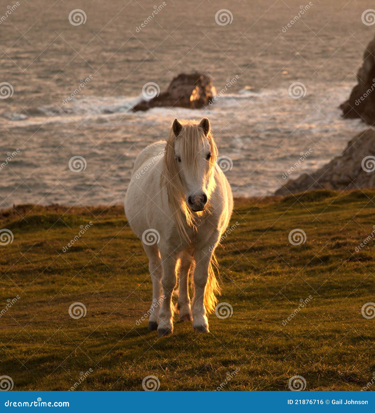 Wild Welsh Pony stock photo. Image of wales, ponies, pony - 21876716