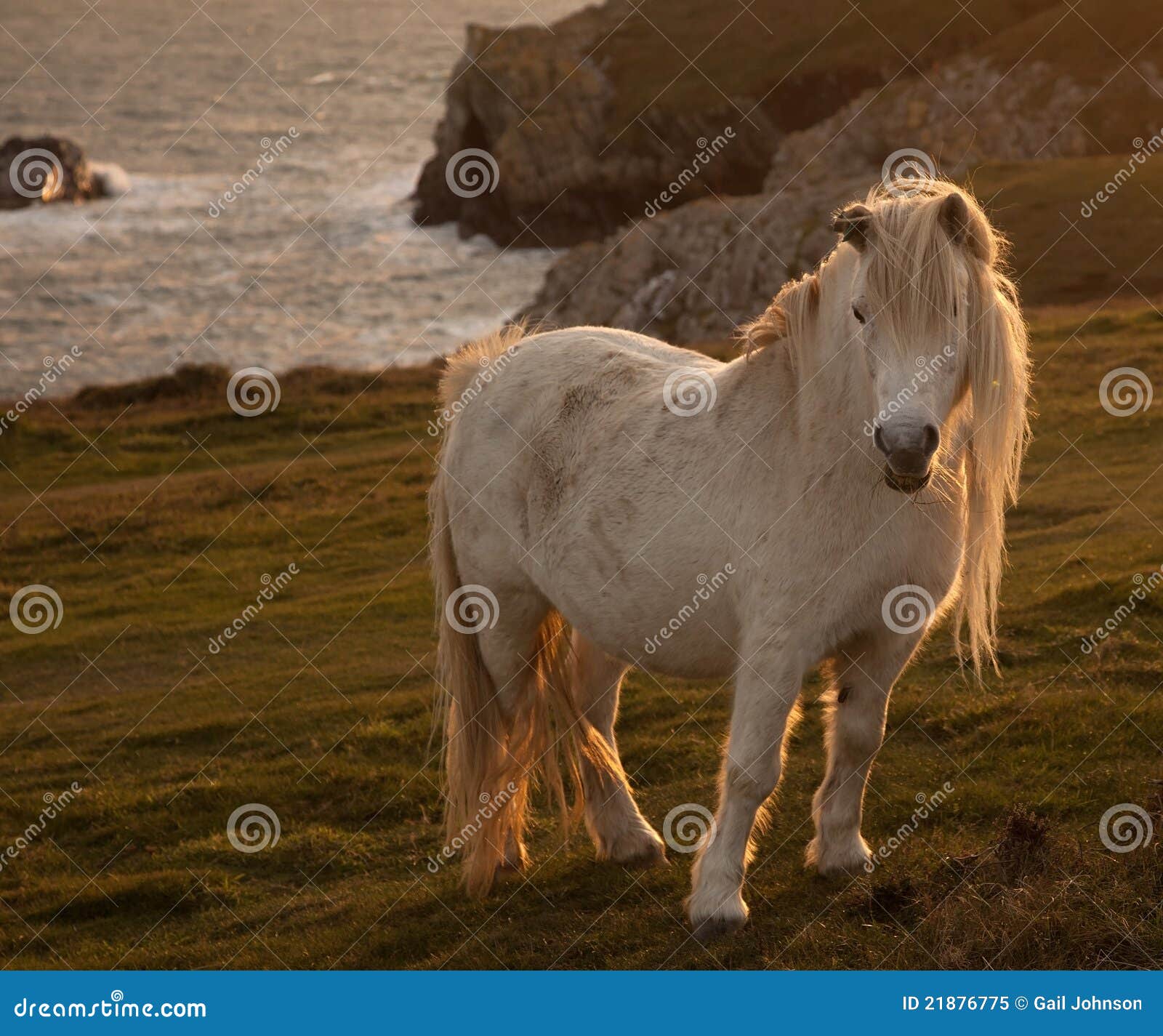 Wild Welsh Pony stock image. Image of sunset, isle, ponies - 21876775