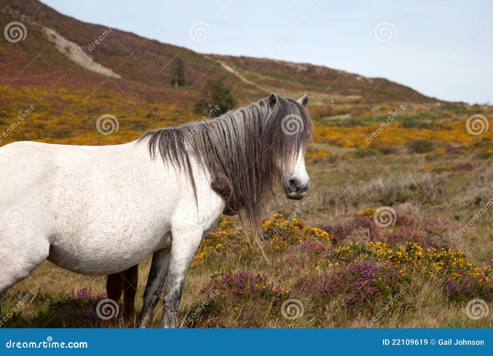 Wild Welsh Pony stock image. Image of north, wild, conwy - 22109619