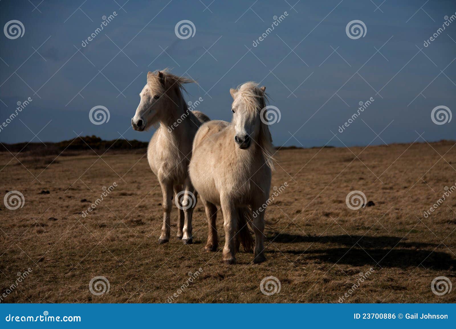 Wild Welsh Pony stock photo. Image of ponies, anglesey - 23700886