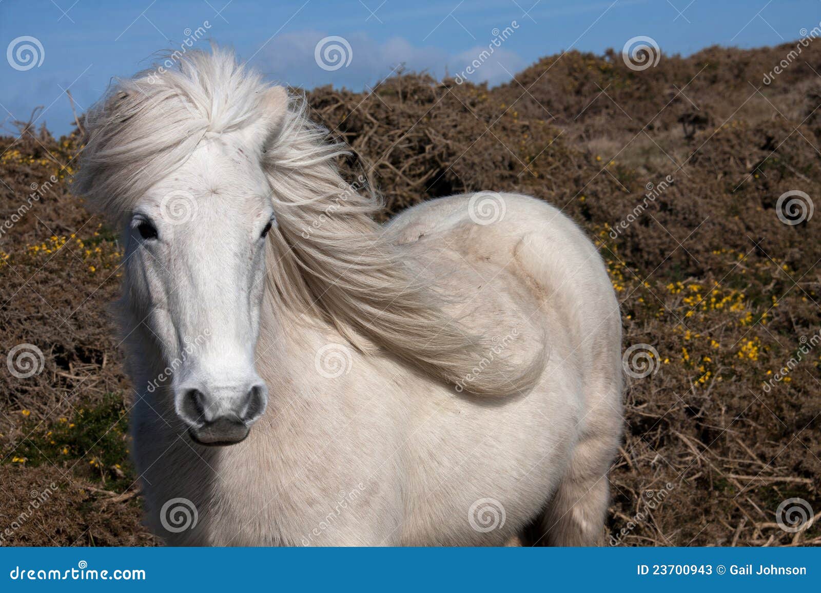 Wild Welsh Pony stock image. Image of wales, pony, north - 23700943