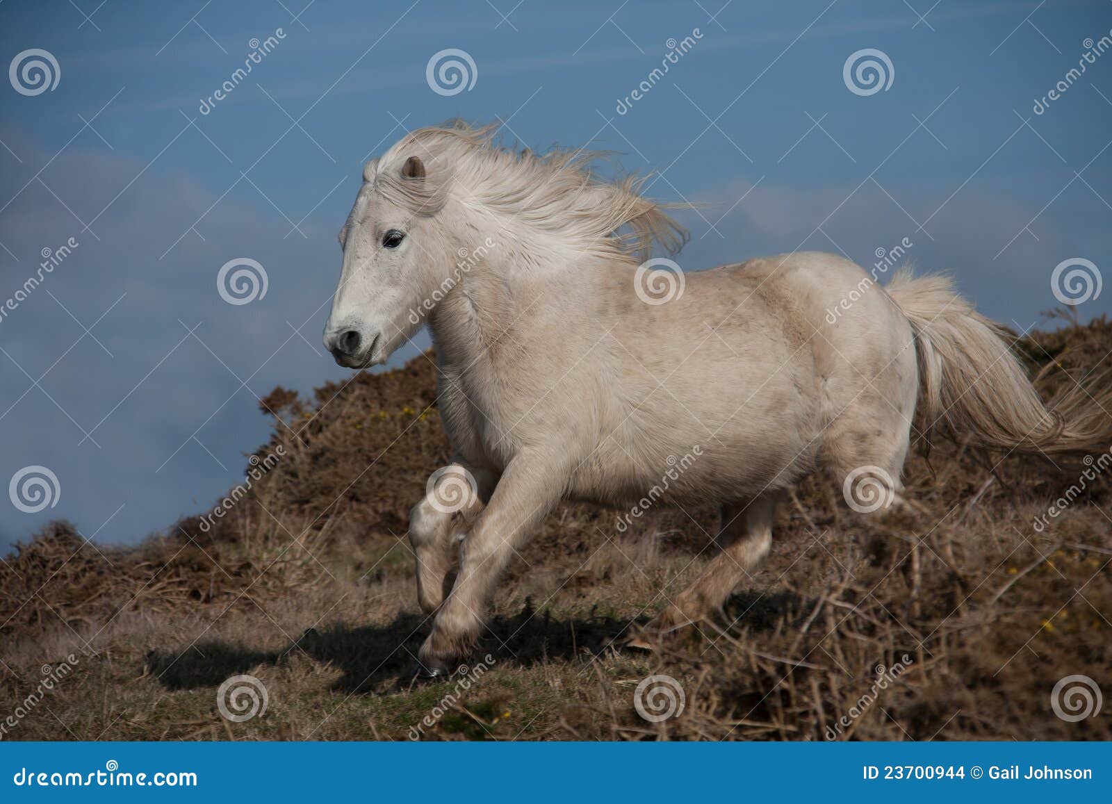 Wild Welsh Pony stock photo. Image of wild, wales, coastal - 23700944