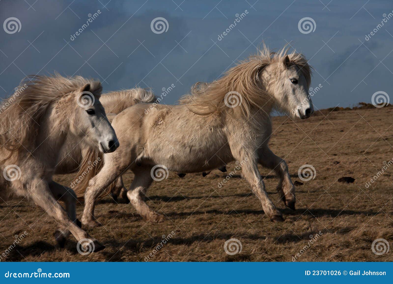 Wild Welsh Pony stock photo. Image of pony, animal, wales - 23701026
