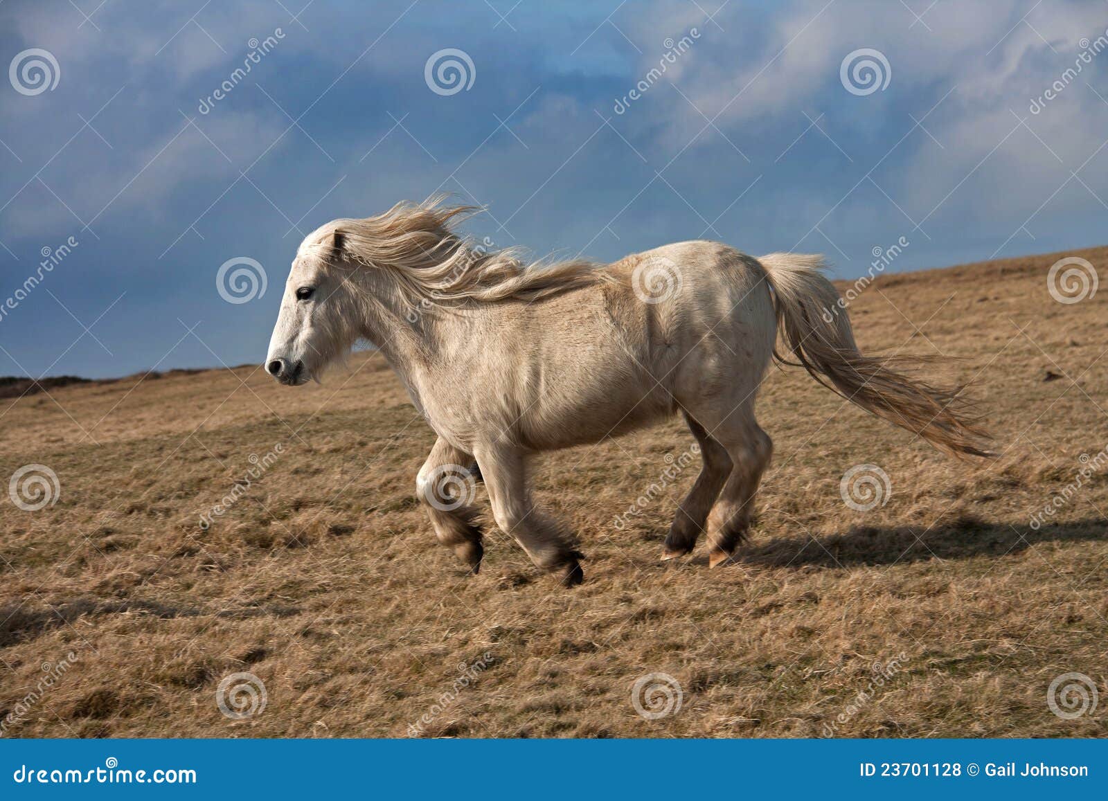 Wild Welsh Pony stock photo. Image of welsh, moving, wild - 23701128