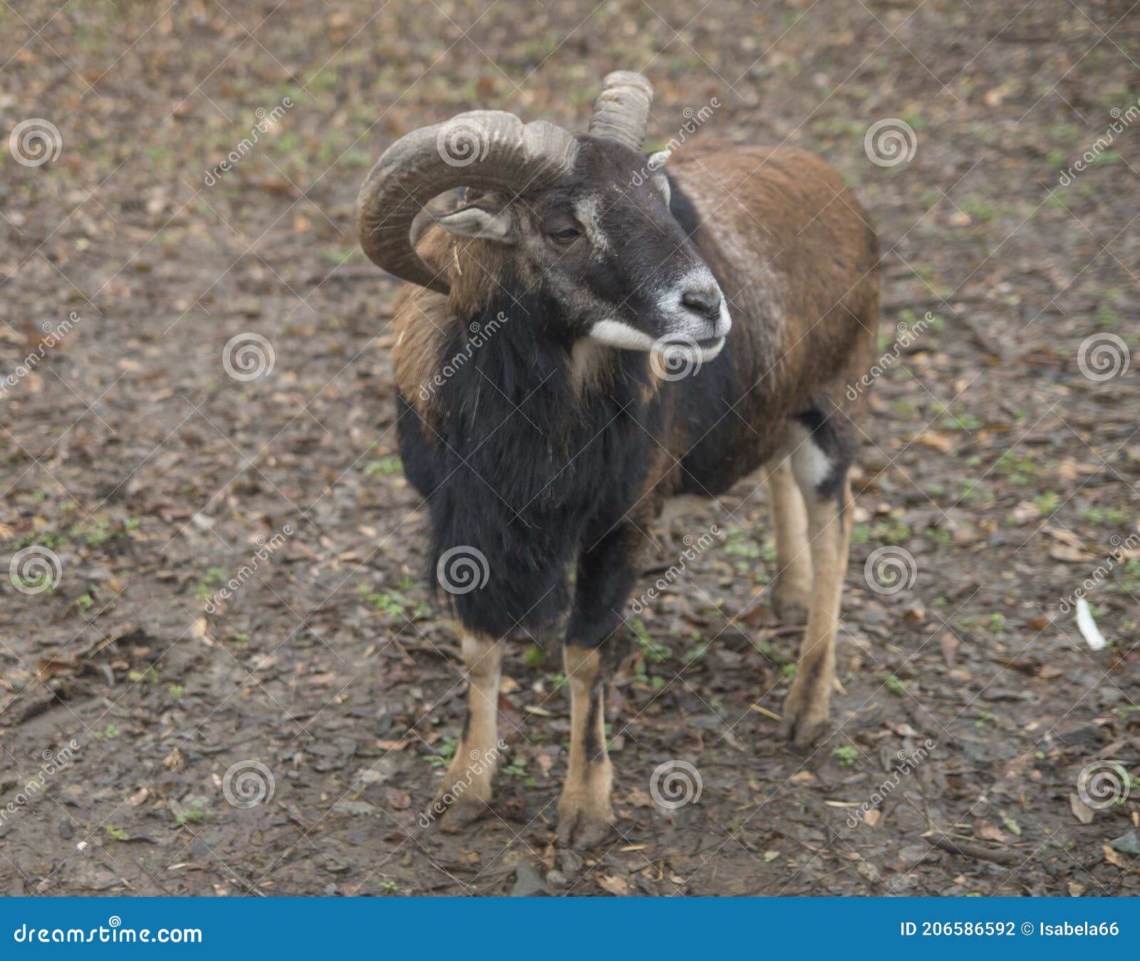 Wild West African Dwarf Cameroon Goat Close Stock Photo - Image of face ...