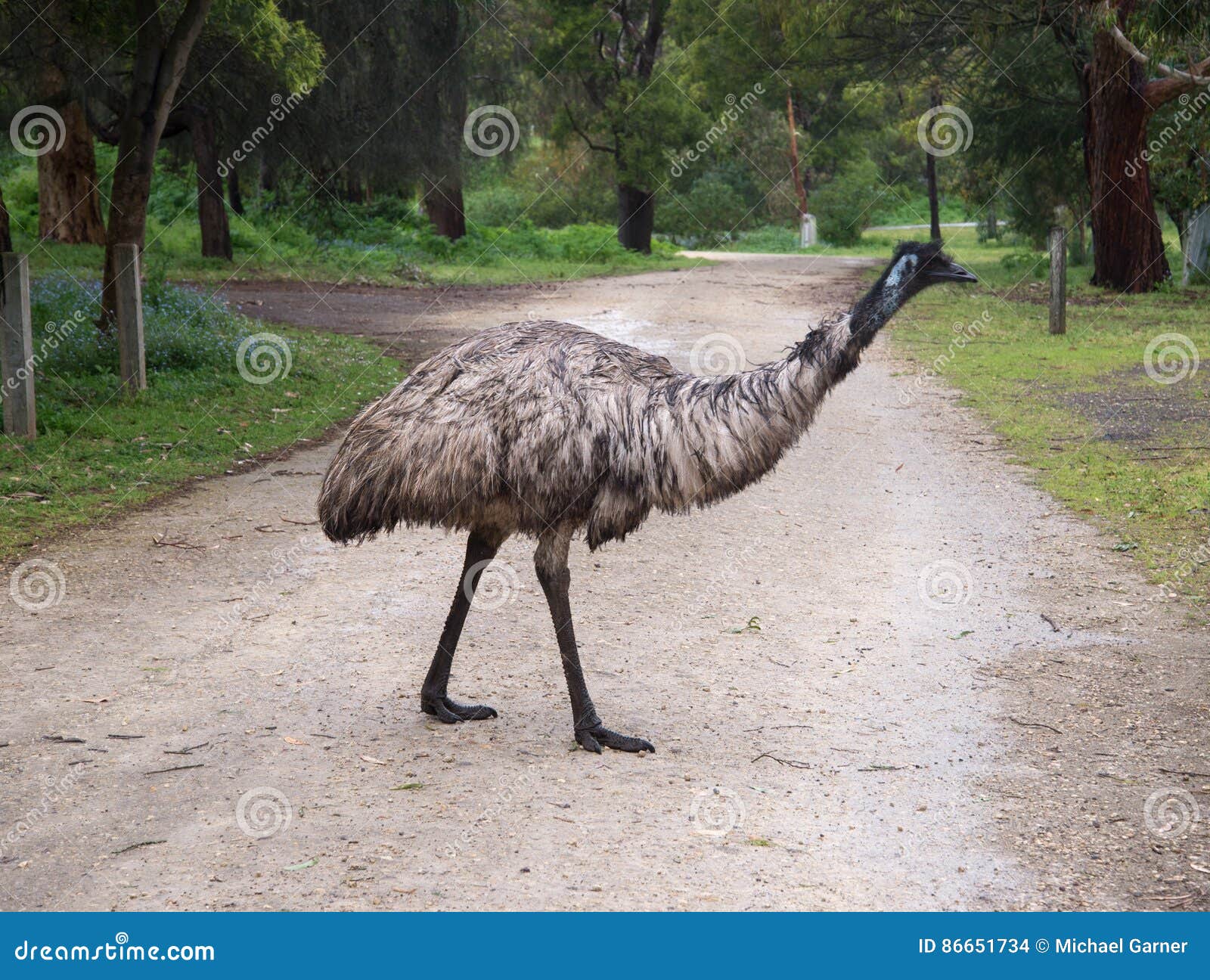 Wild wet Emu stock photo. Image of tree, bird, wild, australia - 86651734