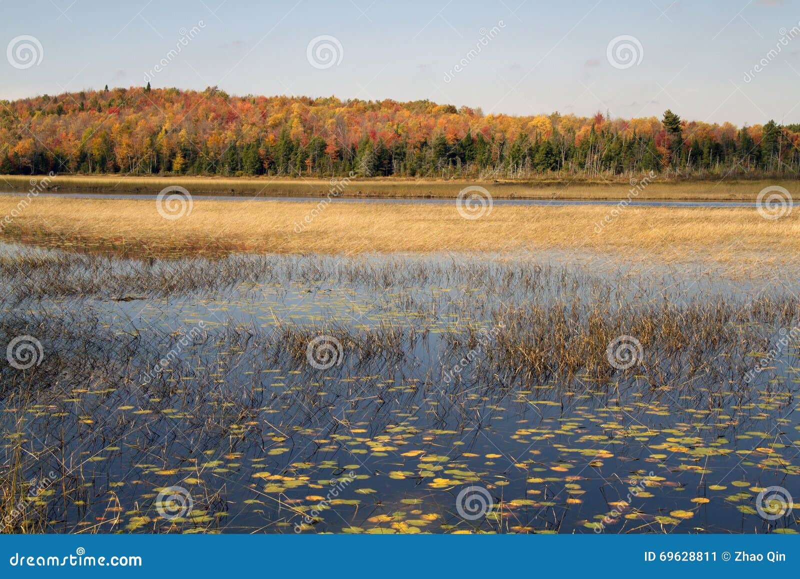 Wild wetland in Canada stock image. Image of bogs, wetland - 69628811