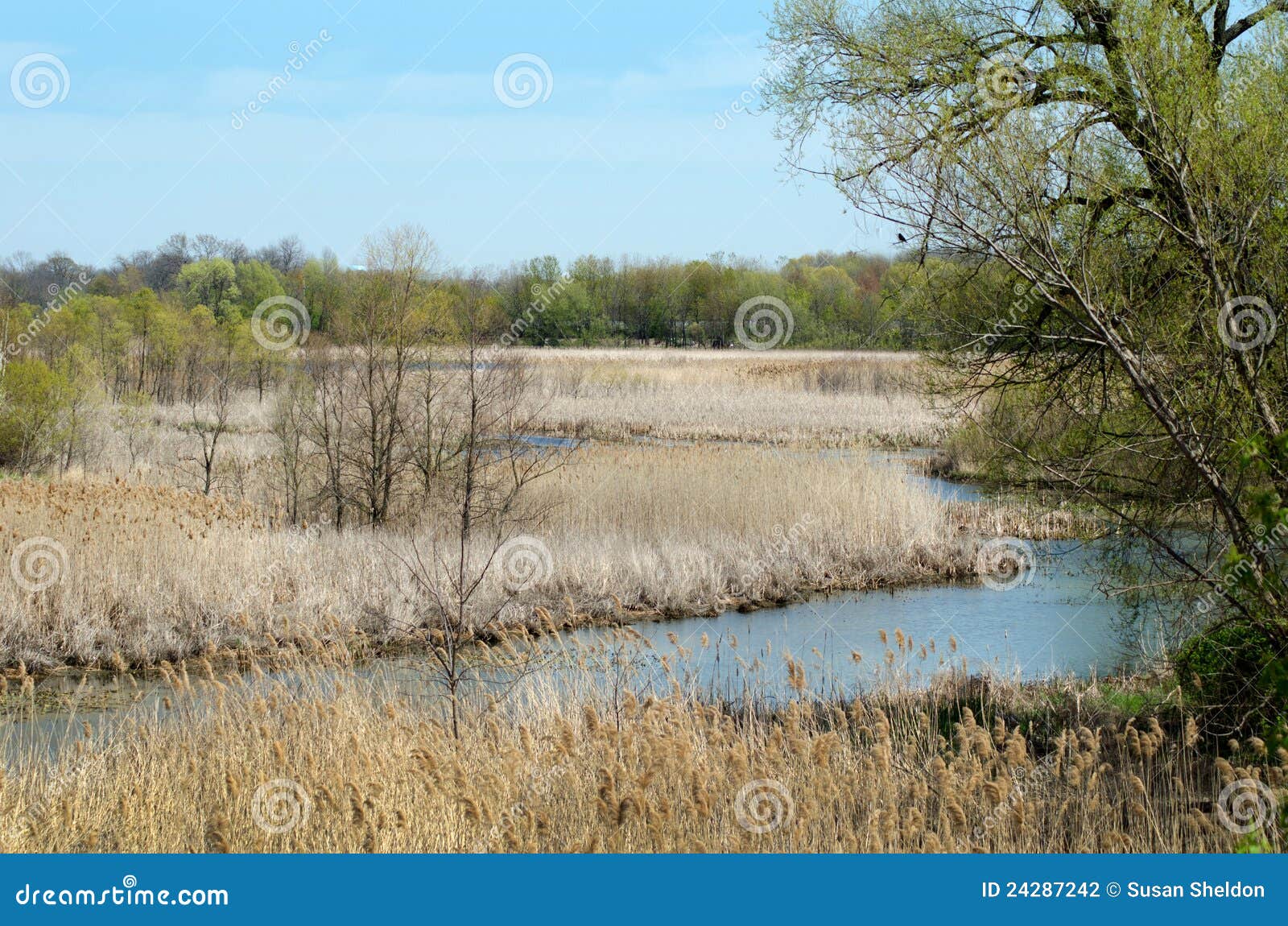 Wild wetlands stock photo. Image of wild, flowing, pretty - 24287242