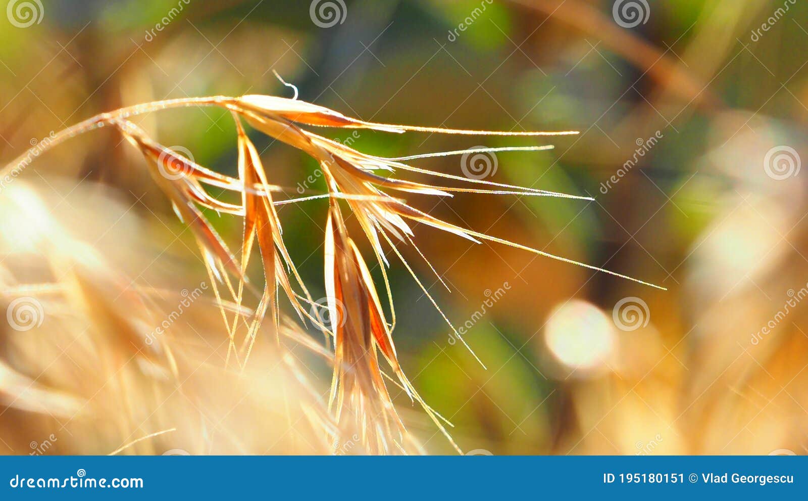 Wild Wheat on Display stock image. Image of dreamstime - 195180151