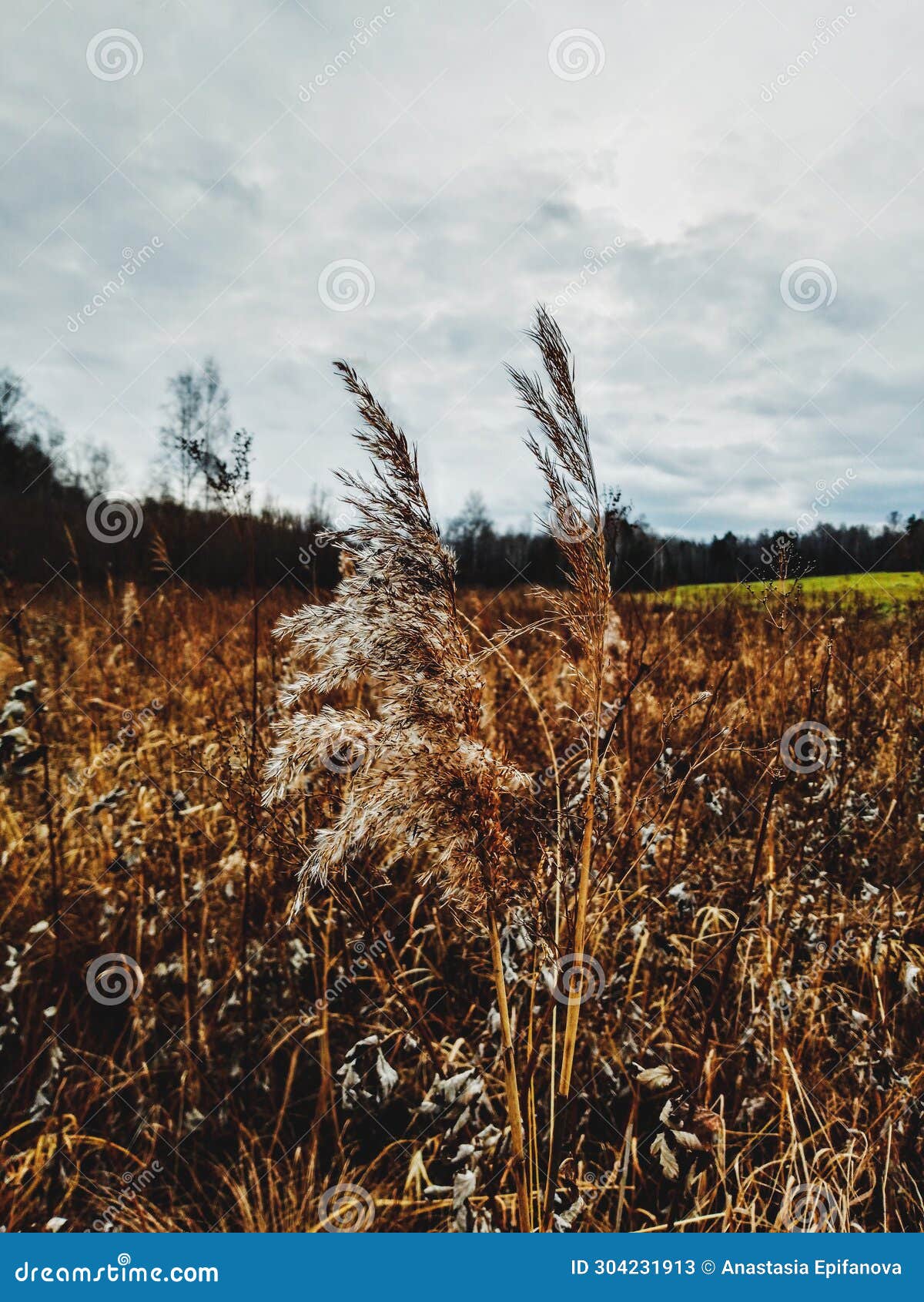 Wild wheat in the wind stock image. Image of blown, growing - 304231913