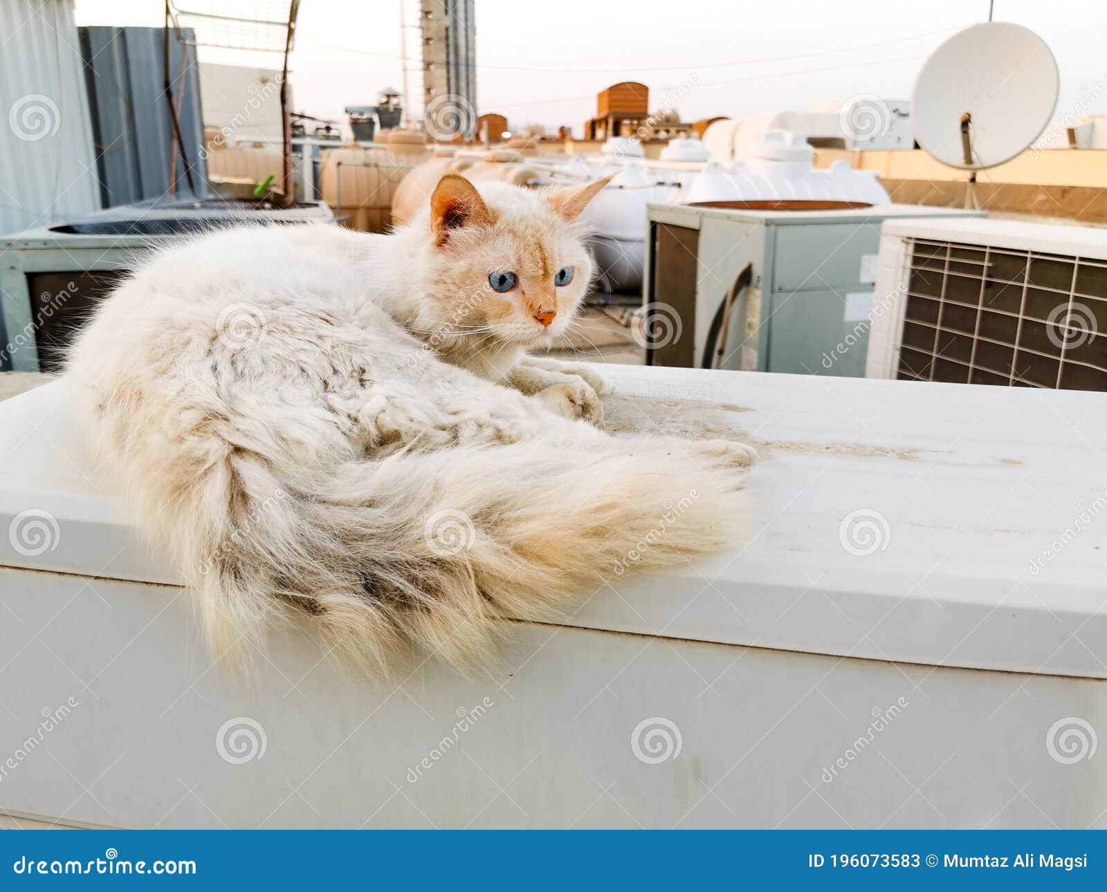 A Wild Angry Cat Staring To it`s Aim Stock Image - Image of danger ...