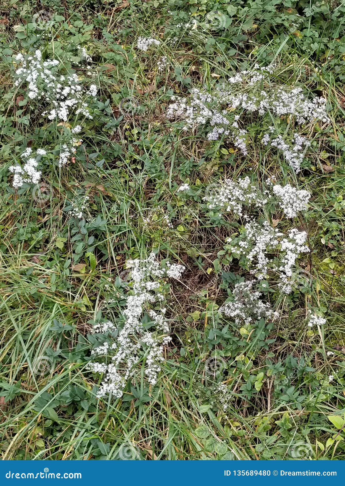 Wild White Bunching Flowers in Nature Stock Photo - Image of white ...