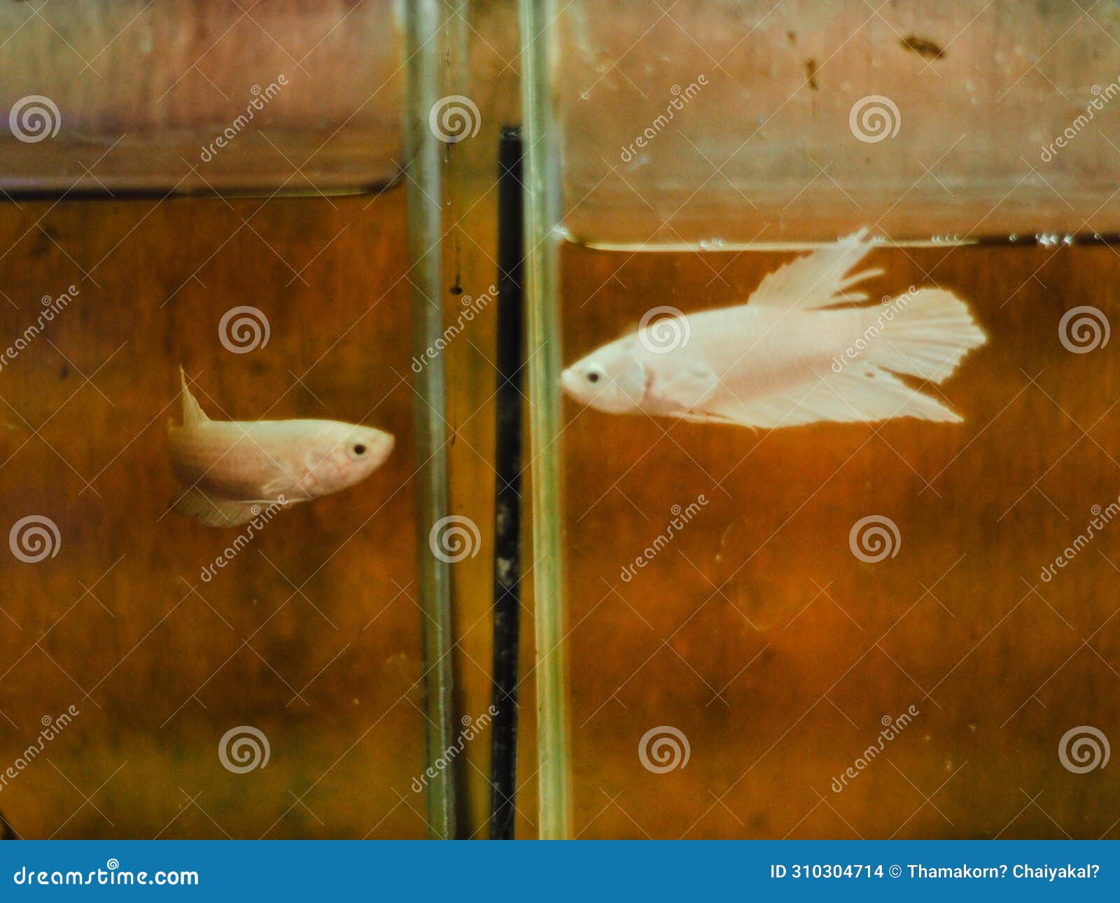 Wild White Fighting Fish Swimming in a Fish Bowl. Stock Photo - Image ...