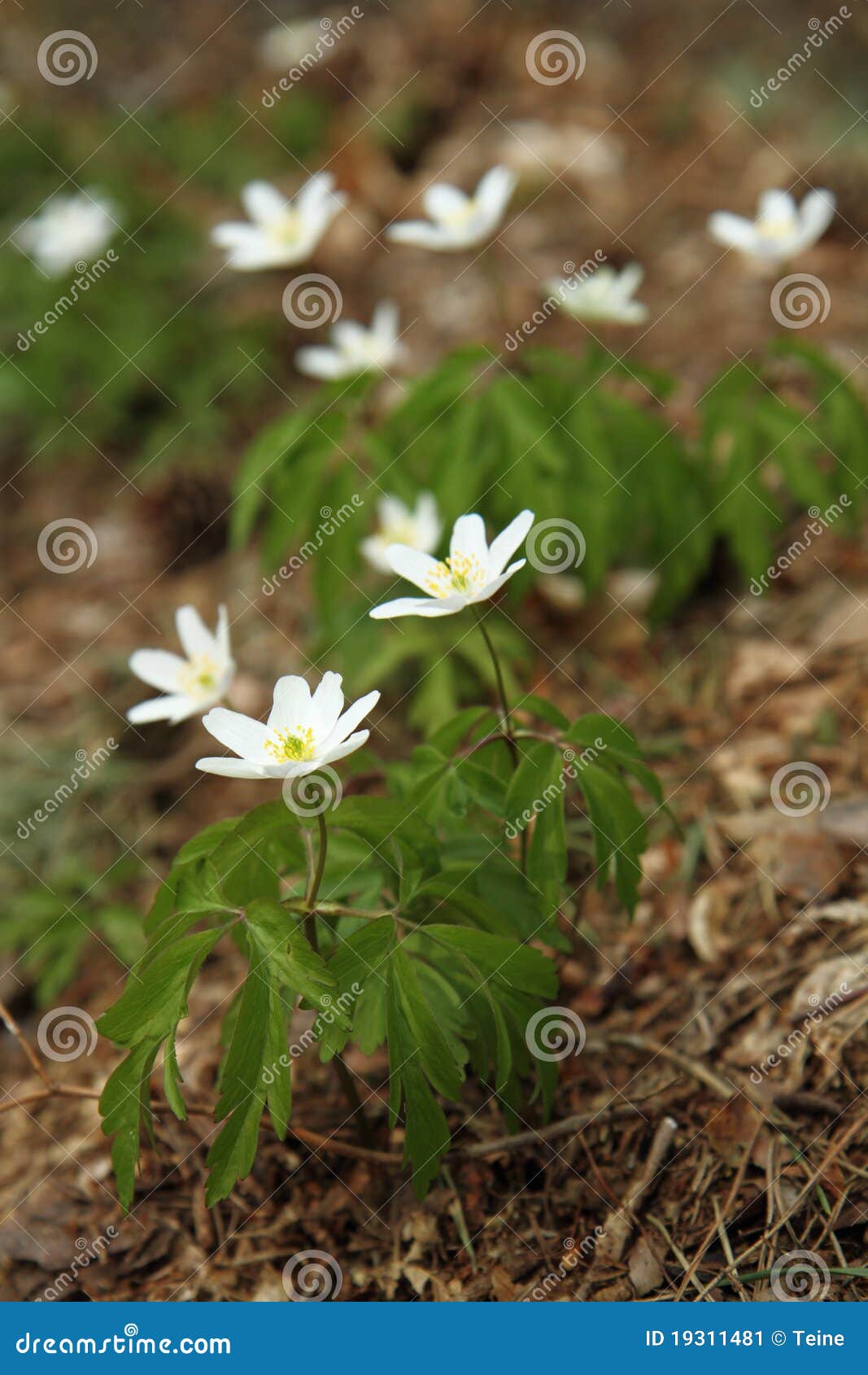 Wild white flowers stock image. Image of close, field - 19311481