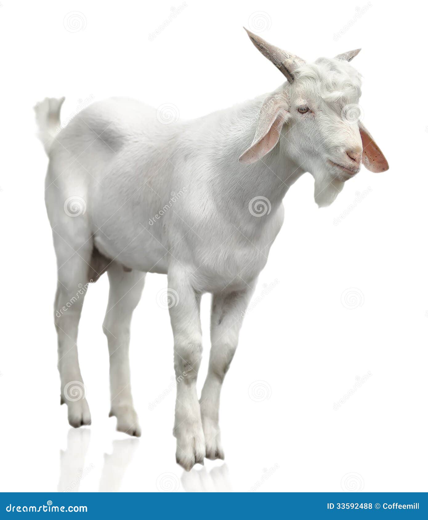 Wild white goat stock photo. Image of herbivorous, wild - 33592488