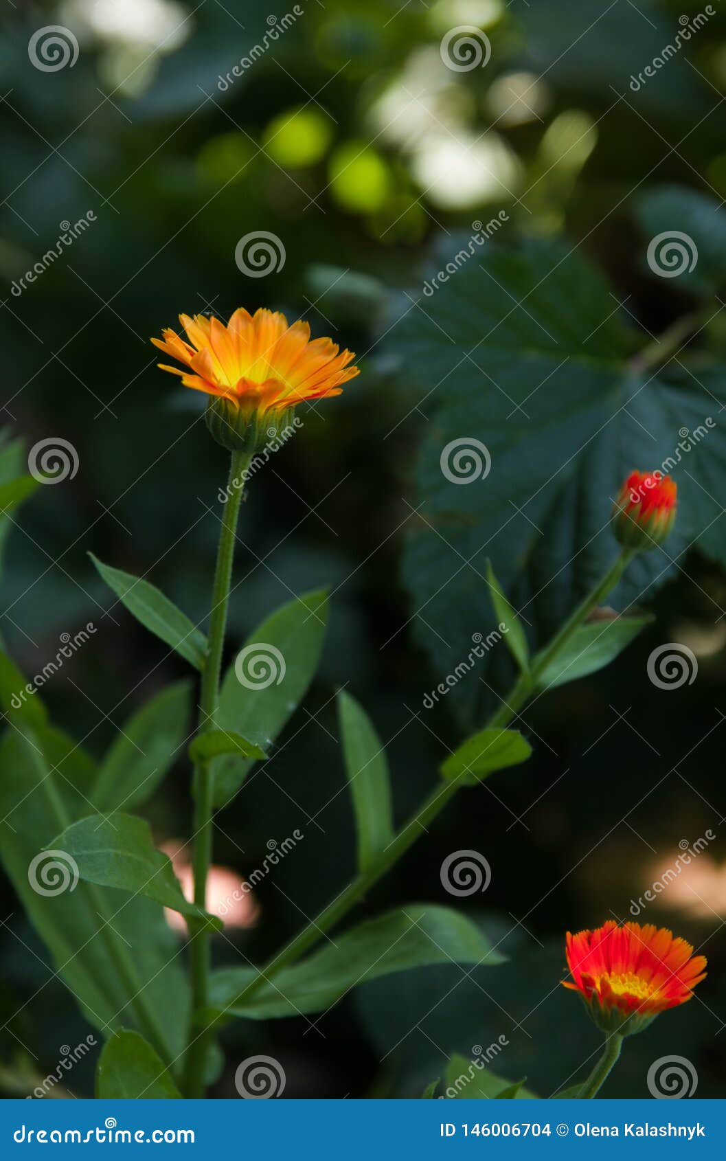 Wild White Medicinal Calendula. - Image Stock Photo - Image of floral ...