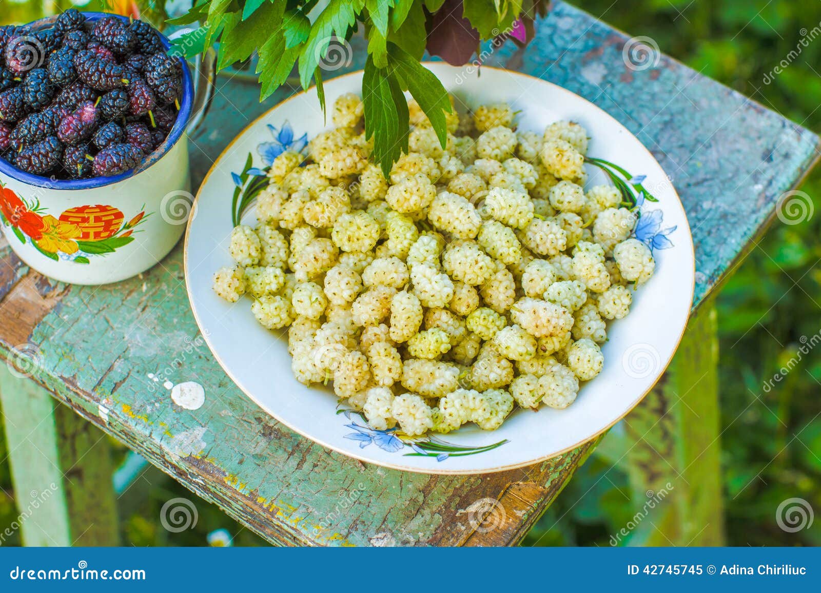 Wild white mulberry stock image. Image of fresh, dill - 42745745