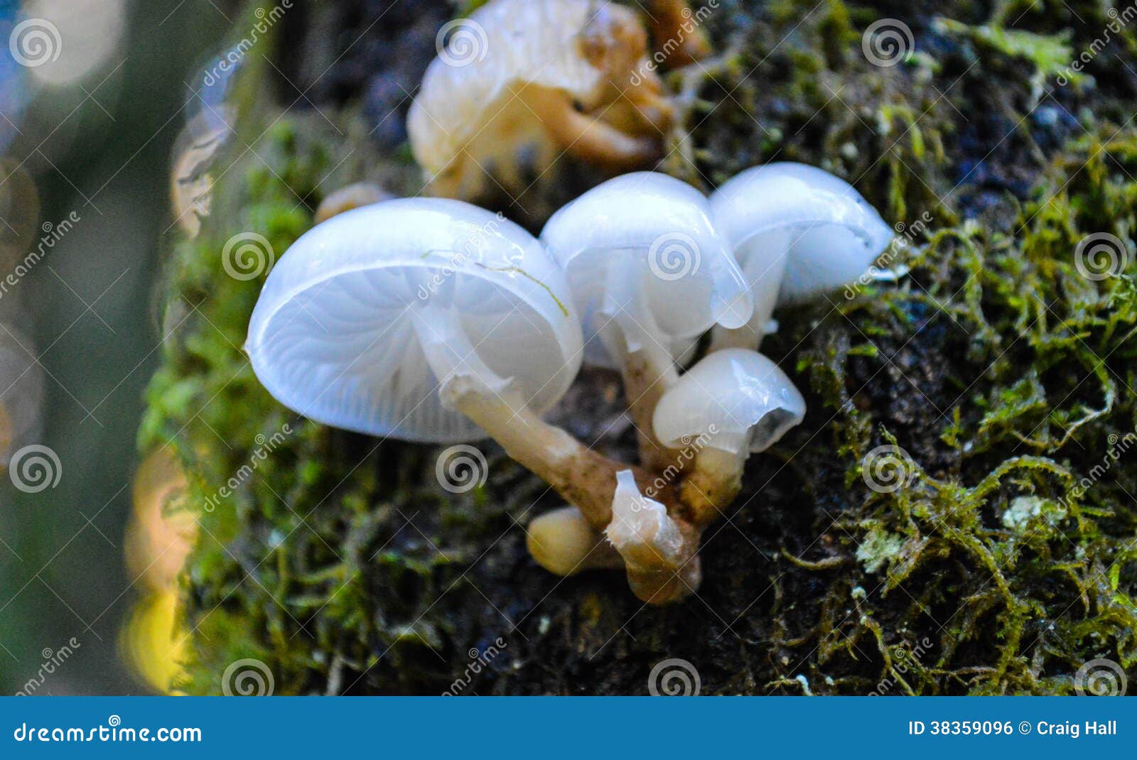 Wild white mushrooms stock photo. Image of forest, land - 38359096