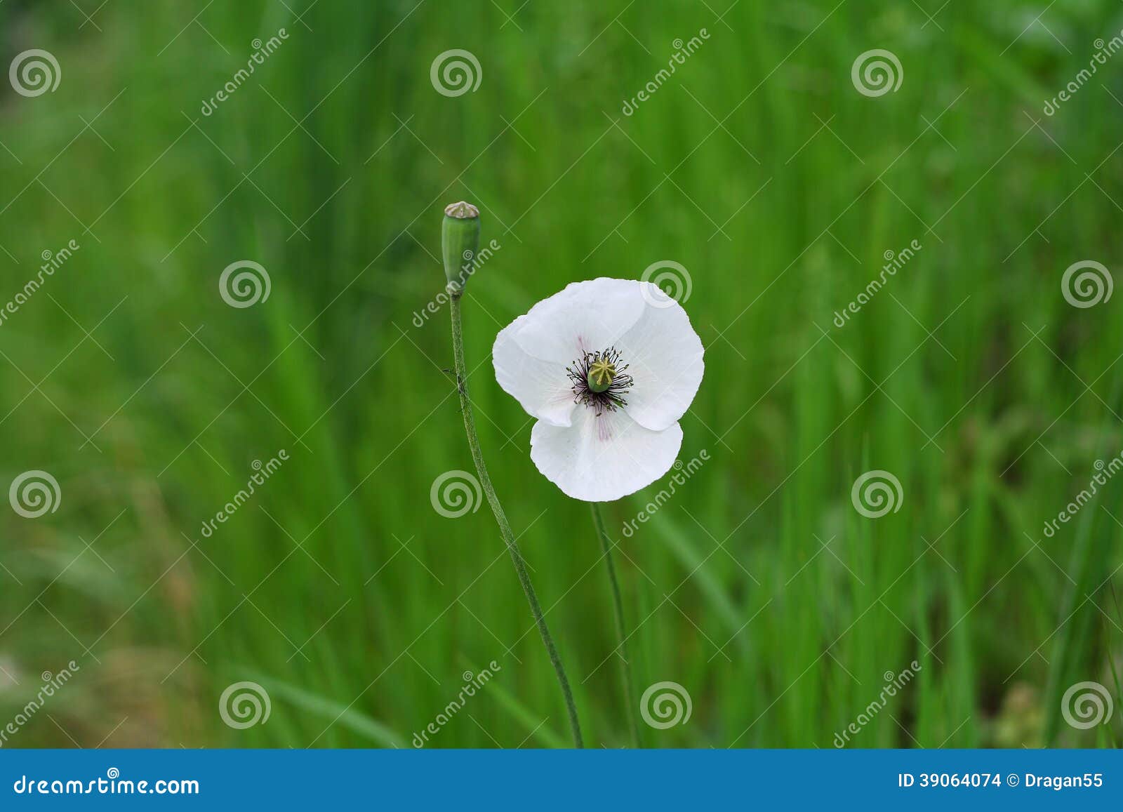 Wild white poppy flower. stock photo. Image of drug, beautiful - 39064074