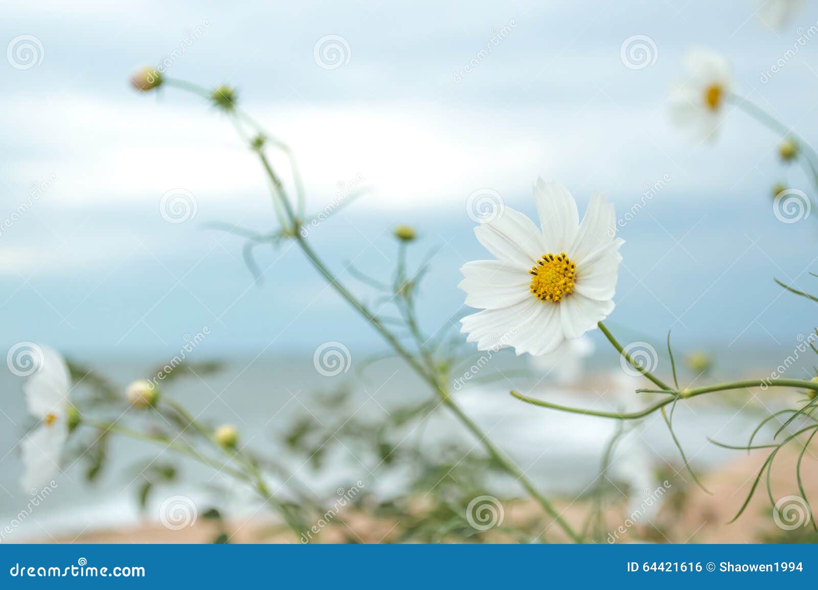 Wild white pure flower 3 stock photo. Image of bouquet - 64421616