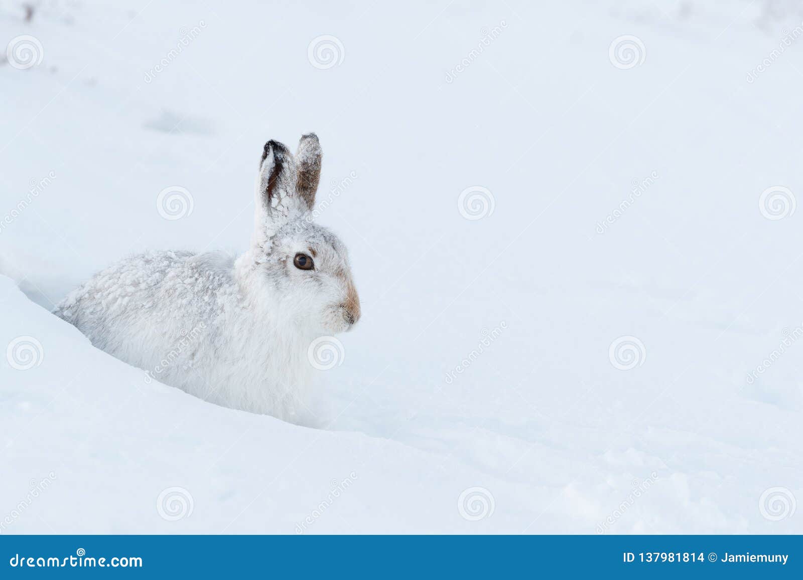 Wild White Rabbit, White Bunny Stock Photo - Image of wild, national ...