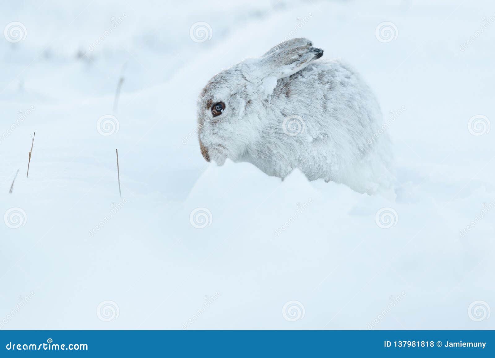 Wild White Rabbit, White Bunny Stock Photo - Image of bunny, national ...
