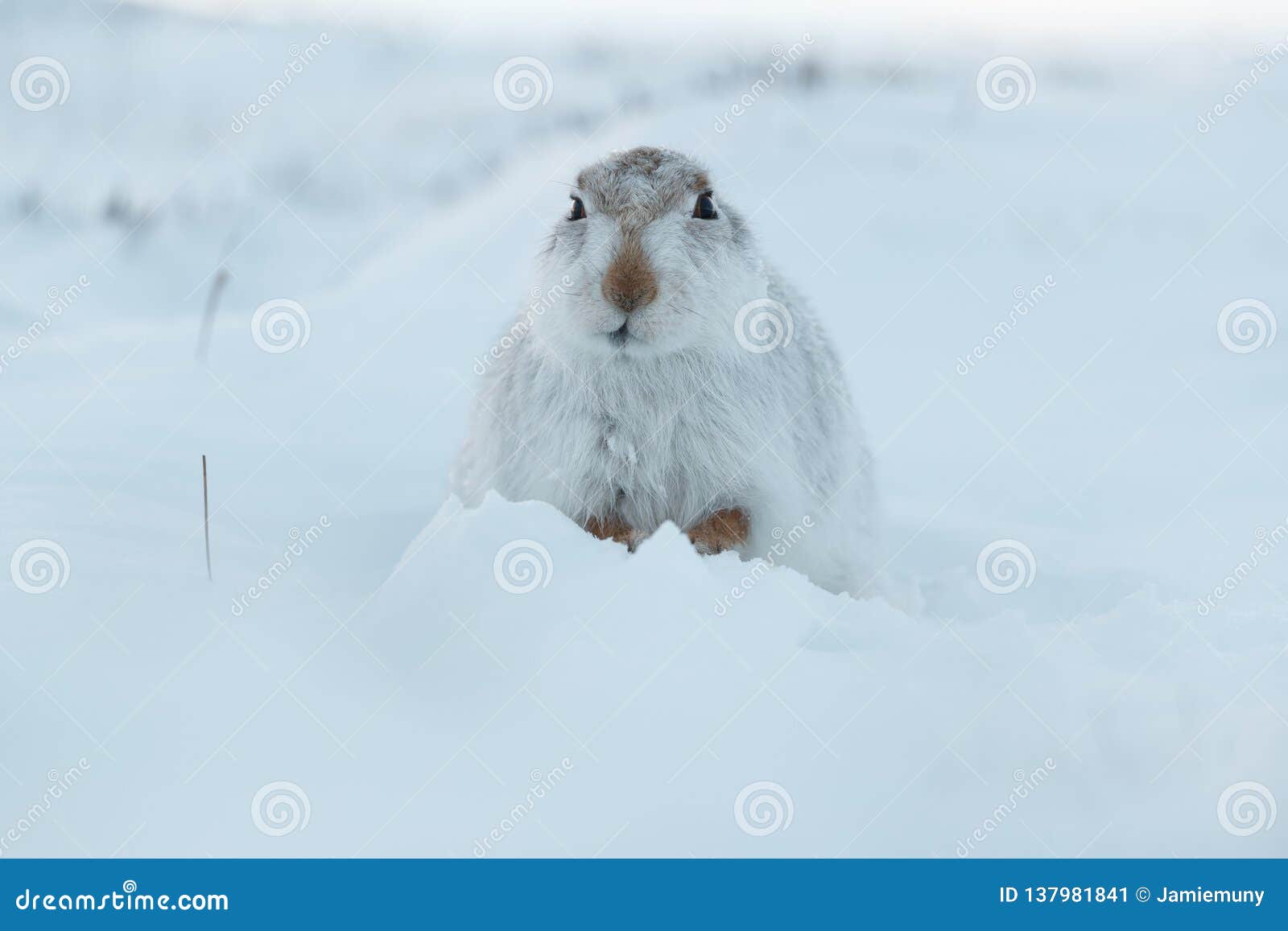 Wild White Rabbit, White Bunny Stock Image - Image of hare, leporidae ...