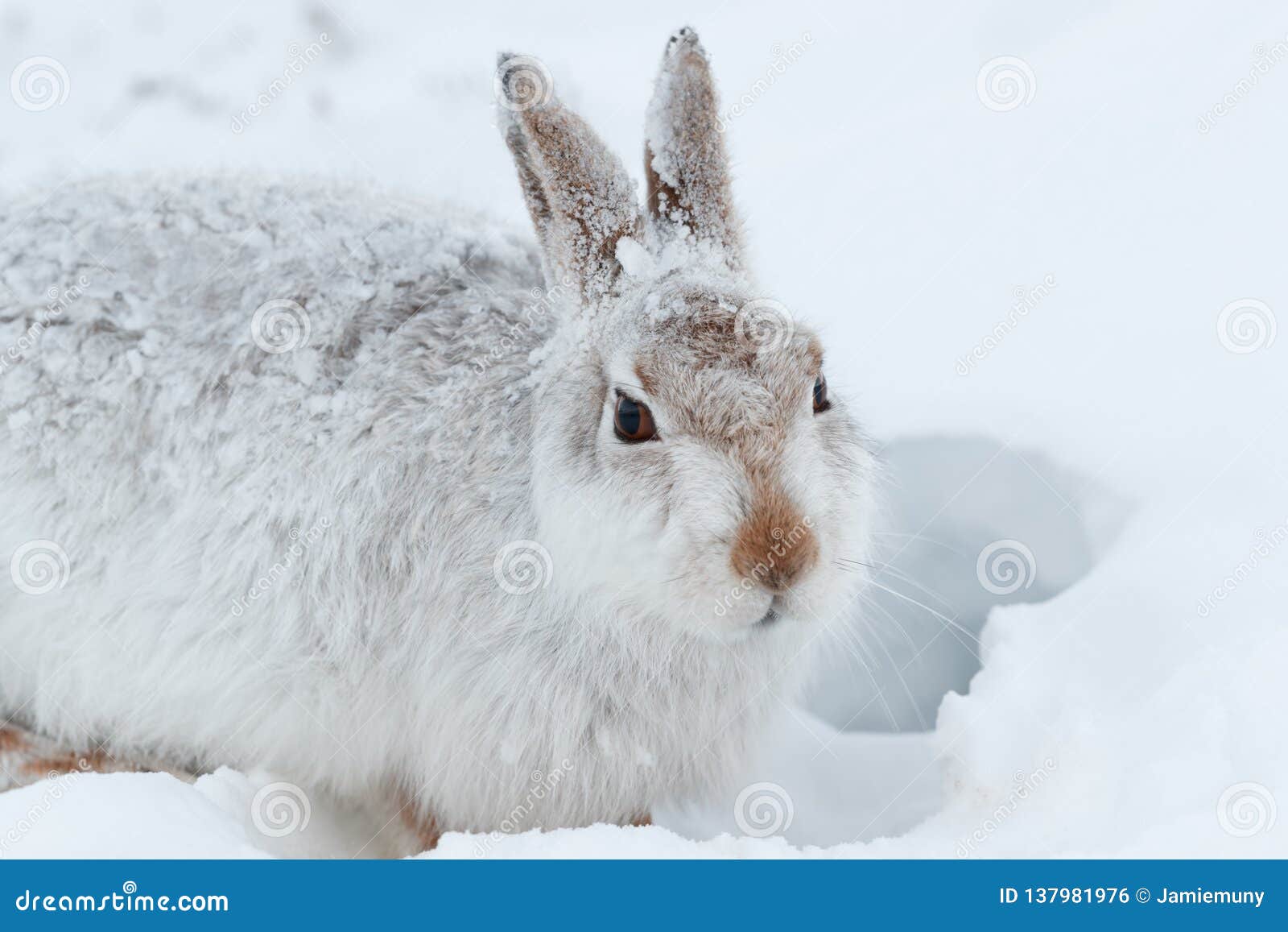 Wild White Rabbit, White Bunny Stock Photo - Image of timidus, coat ...