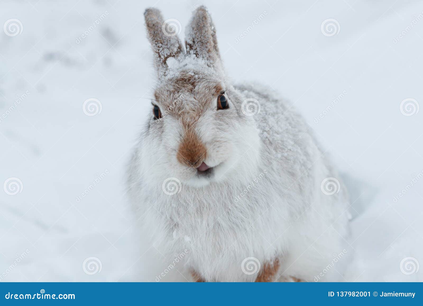 Wild White Rabbit, White Bunny Stock Image - Image of national, hare ...