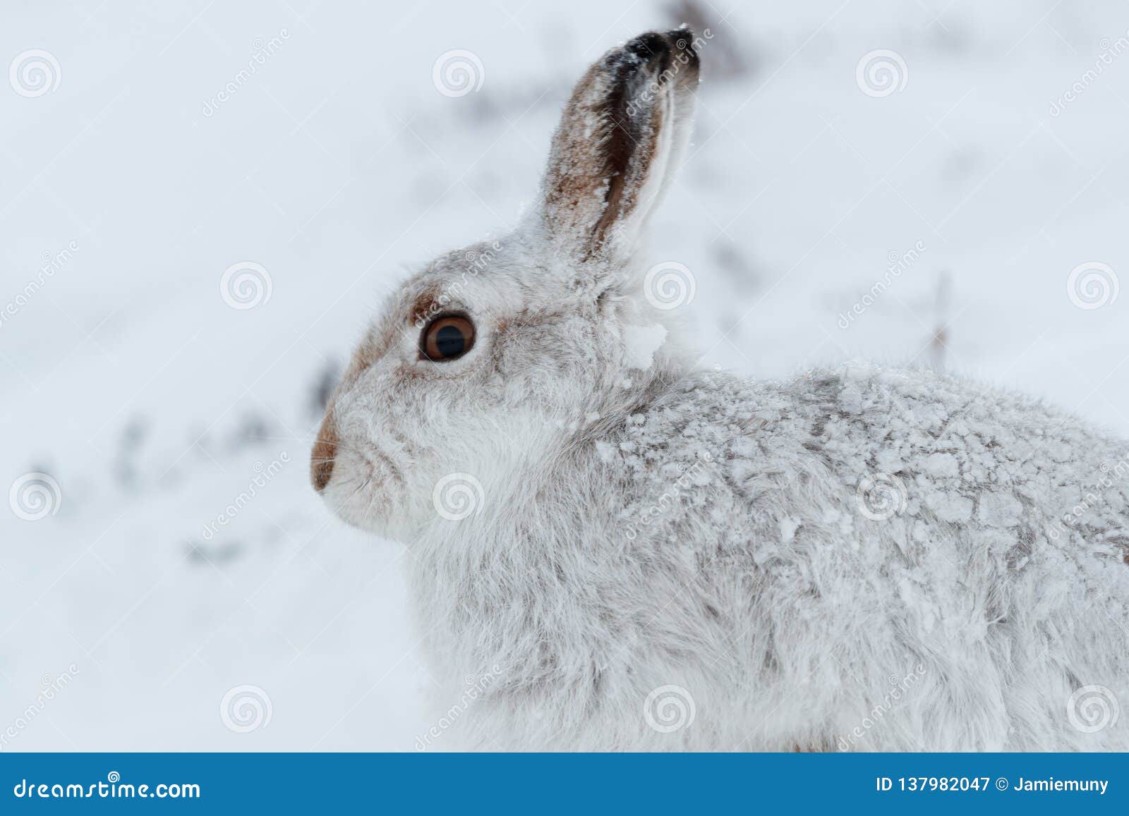 Wild White Rabbit, White Bunny Stock Image - Image of national, colours ...