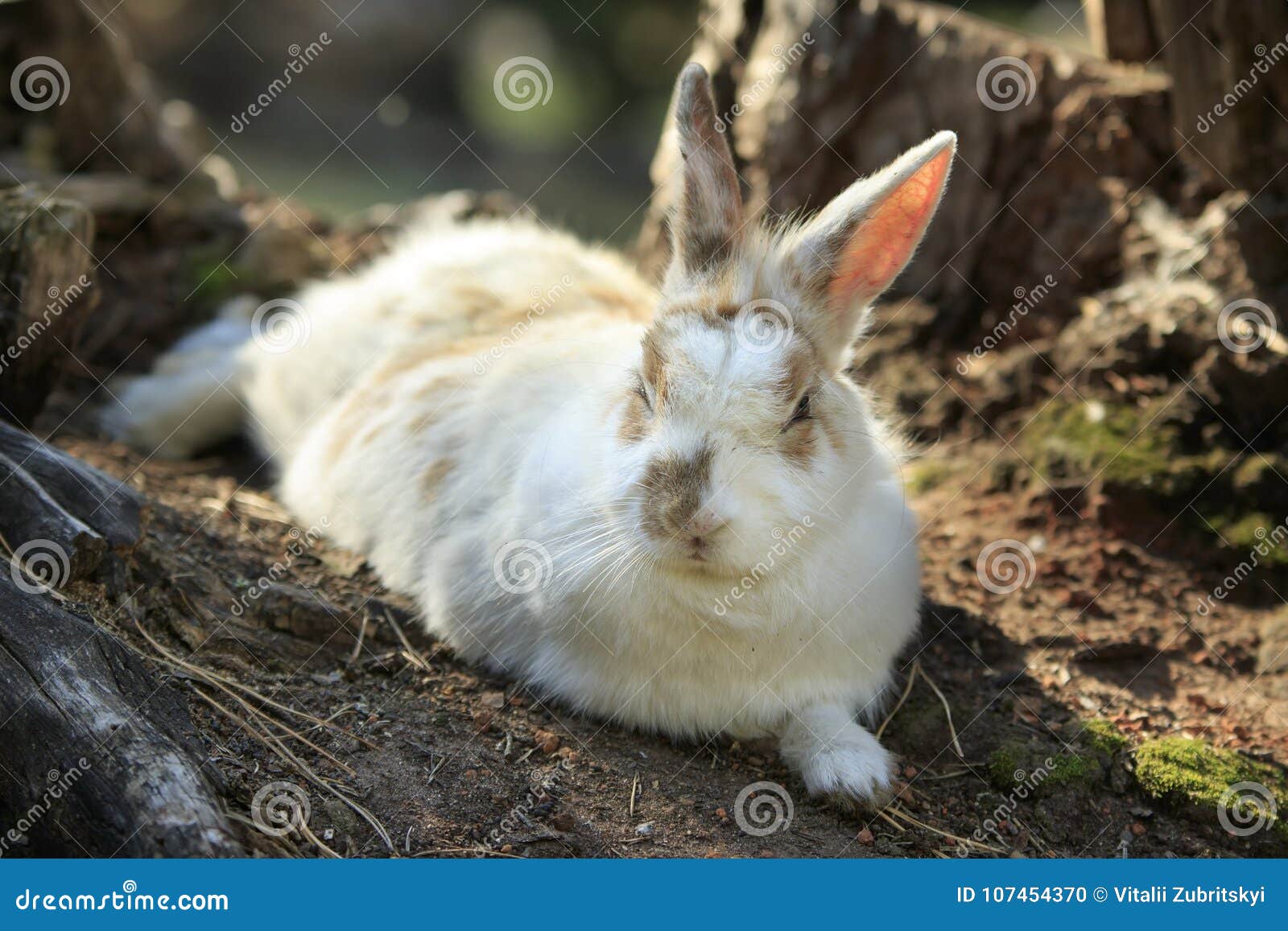 Wild white rabbit rests stock photo. Image of rabbit - 107454370