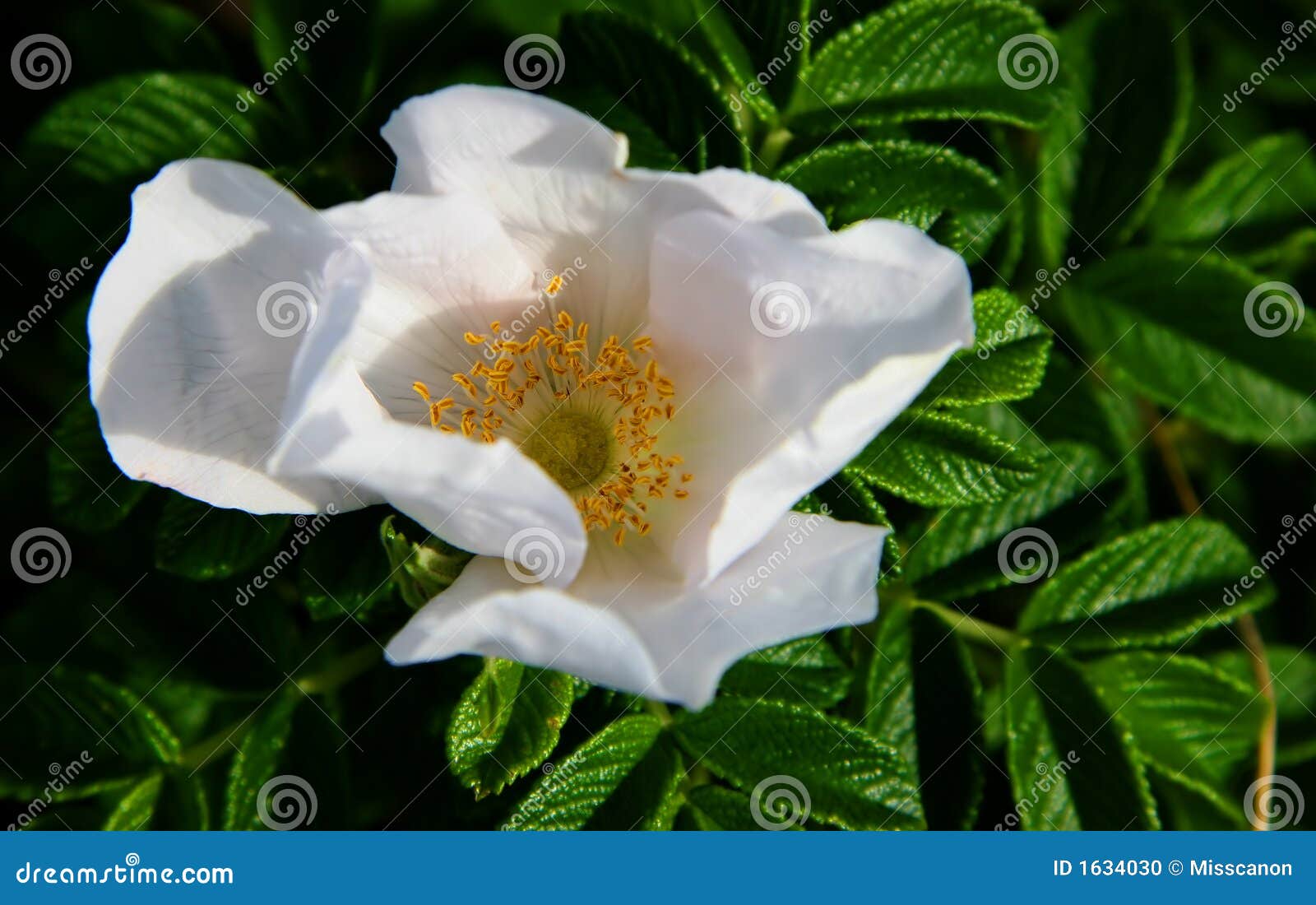 Wild white rose stock photo. Image of plant, flower, growing - 1634030