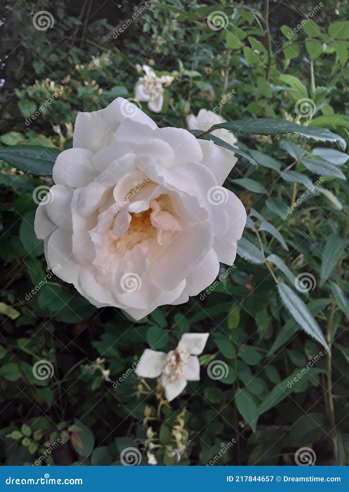 Wild White Rose stock image. Image of plant, wild, peony - 217844657