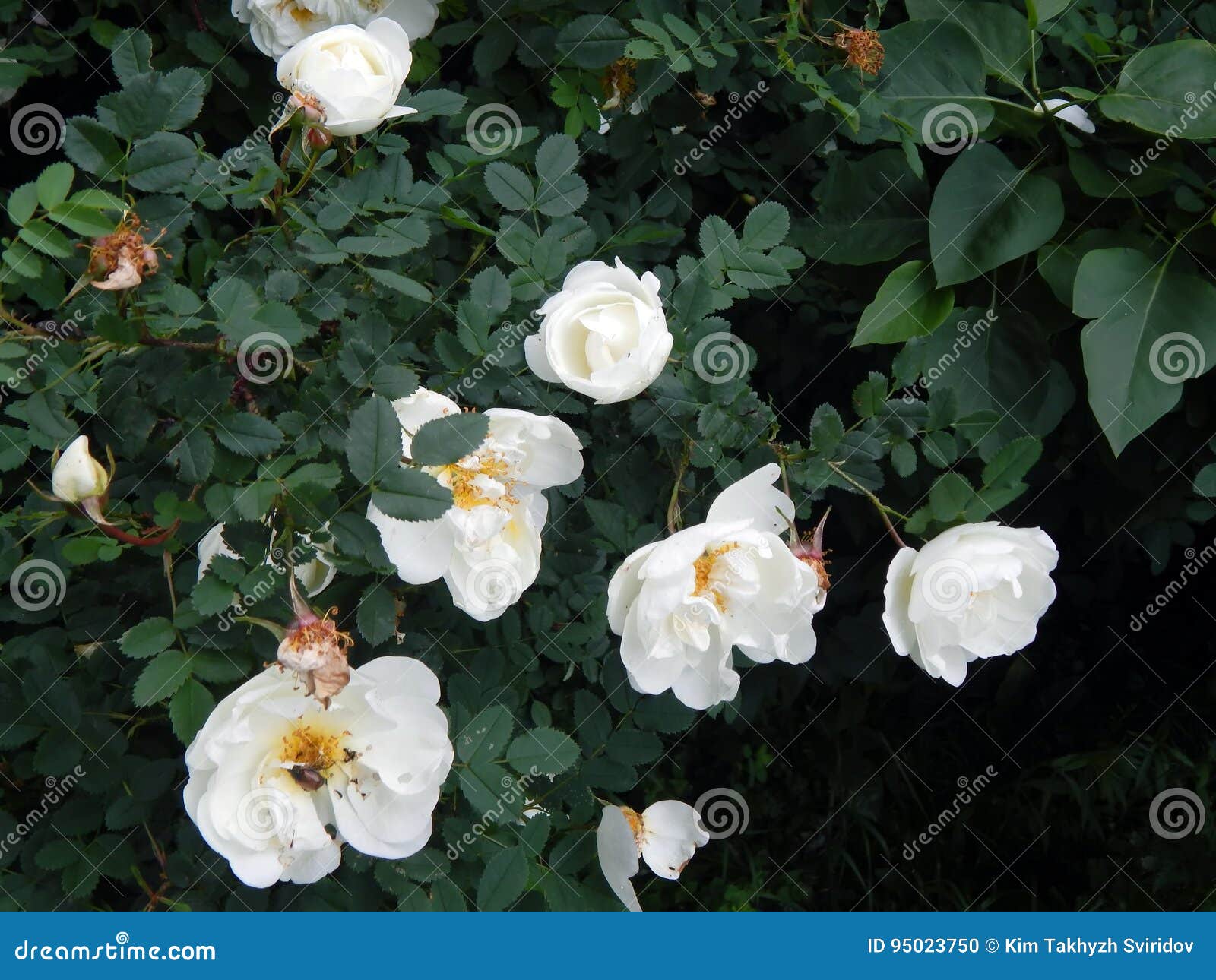 Wild White Rose on a Bush Branch Stock Photo - Image of flower, nature ...