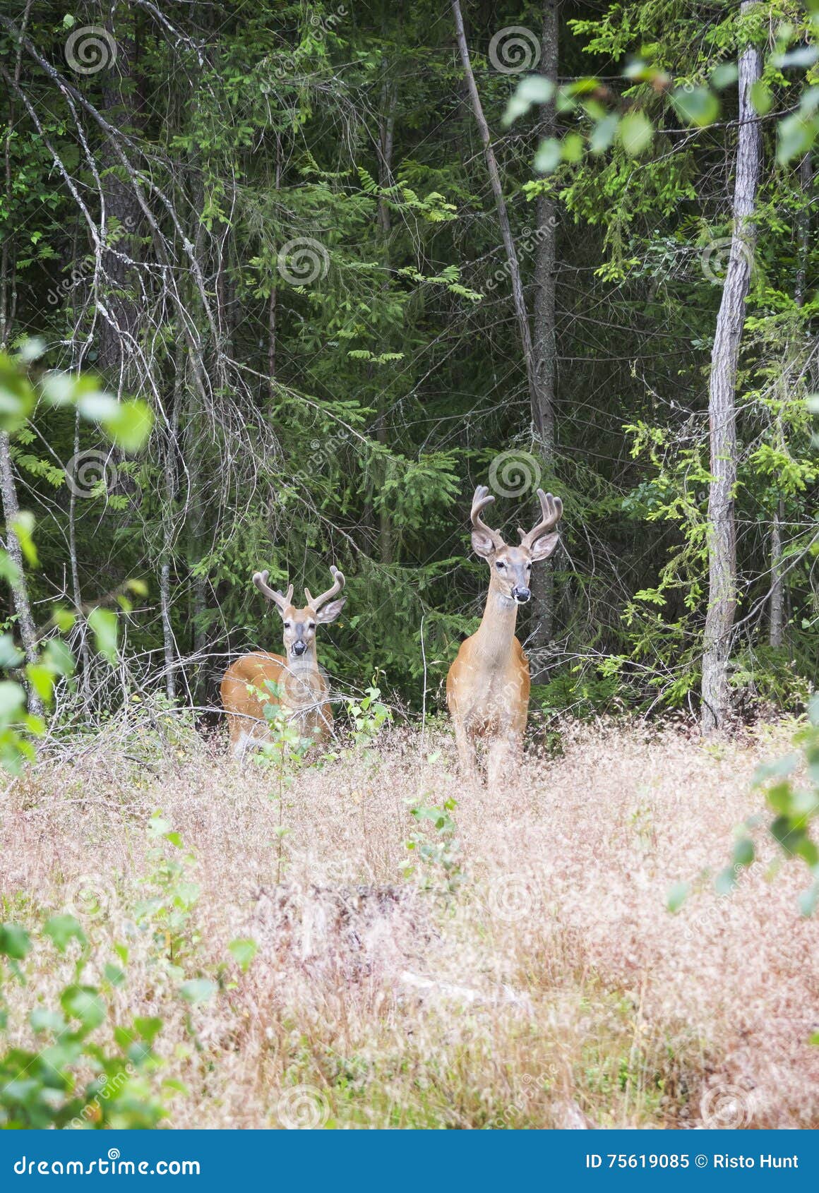 Wild White Tailed Deer in Forest Stock Image - Image of wild, horn ...