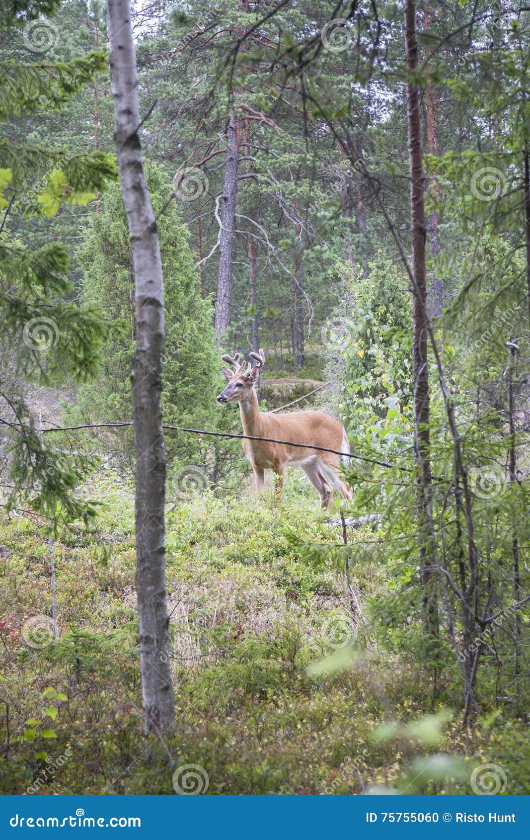 Wild White Tailed Deer in Forest Stock Photo - Image of natural, fauna ...