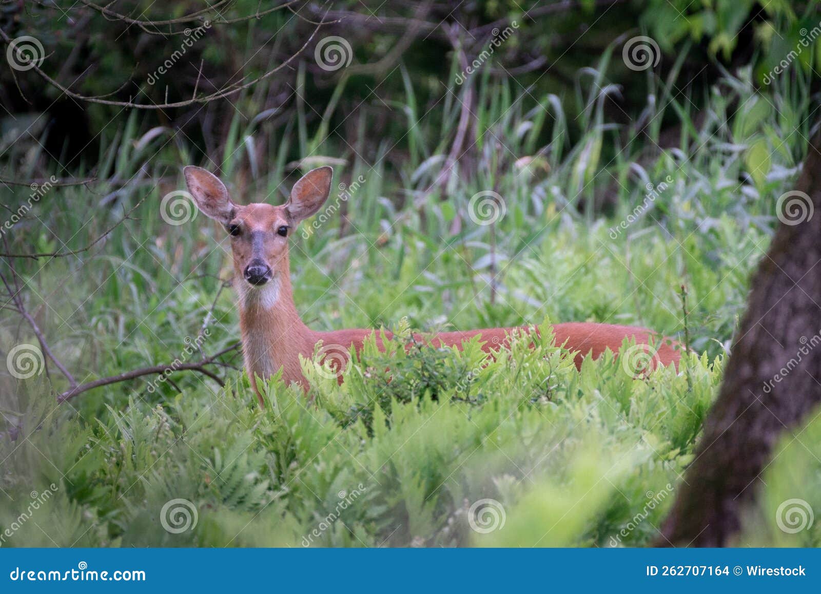 Wild White-tailed Doe Standing in the Woods Stock Photo - Image of ...