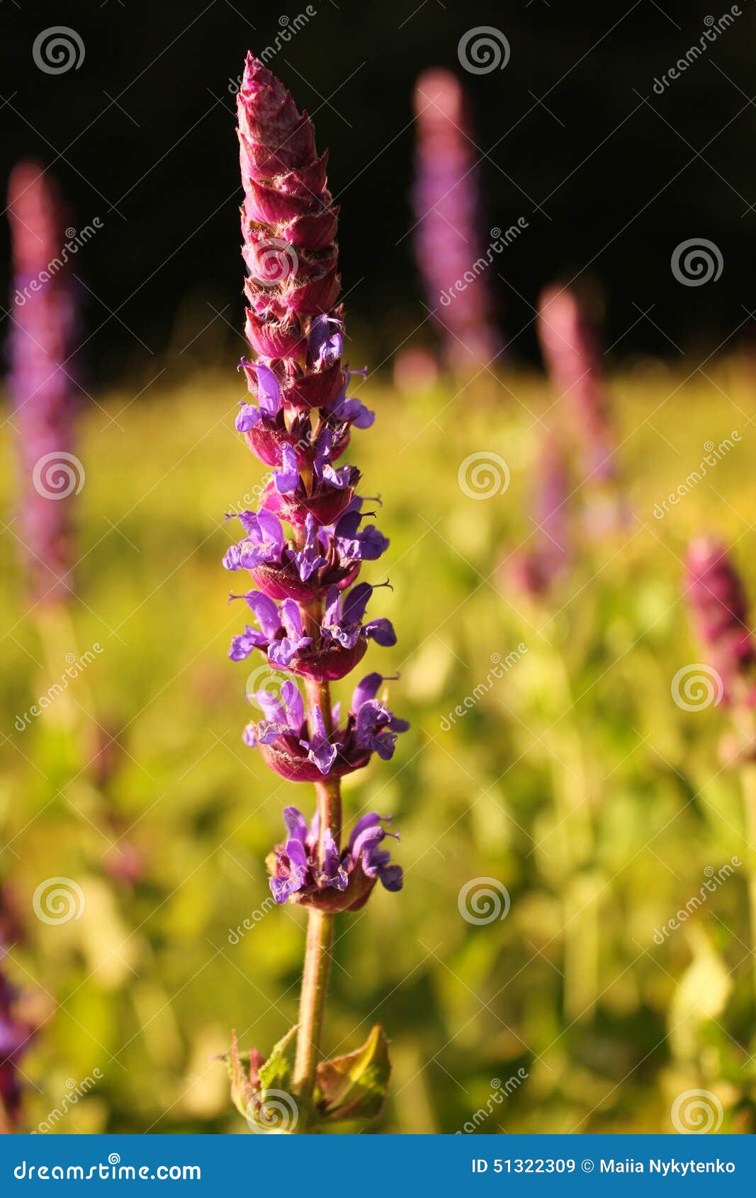 Wild wildflower stock image. Image of wild, flora, beauty - 51322309