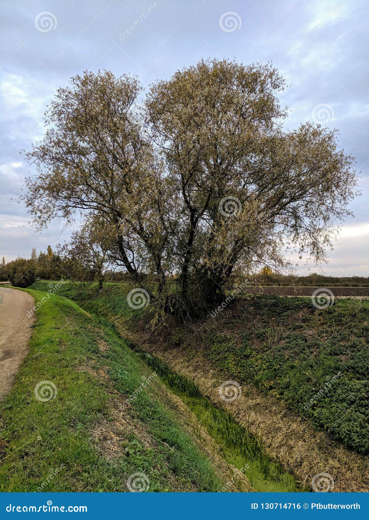 Willow Tree by Green Stream and Country Path. Stock Photo - Image of ...